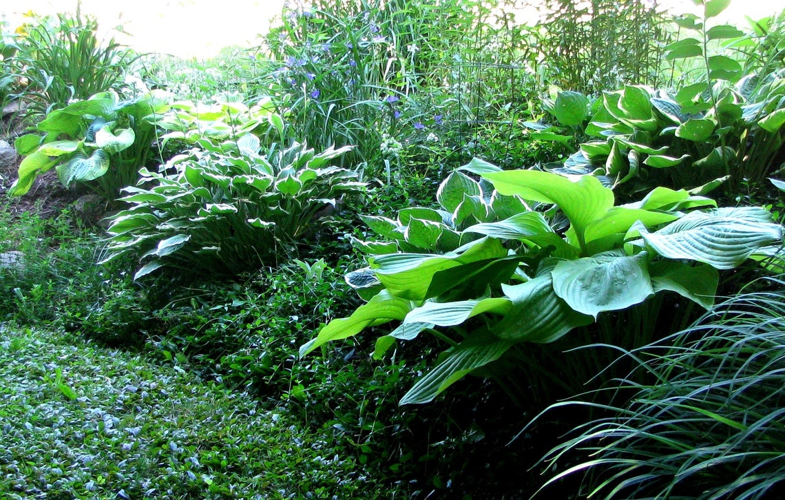 Hosta Seeds Mixed Varieties From Medium to Large Sized Plants - Etsy Canada