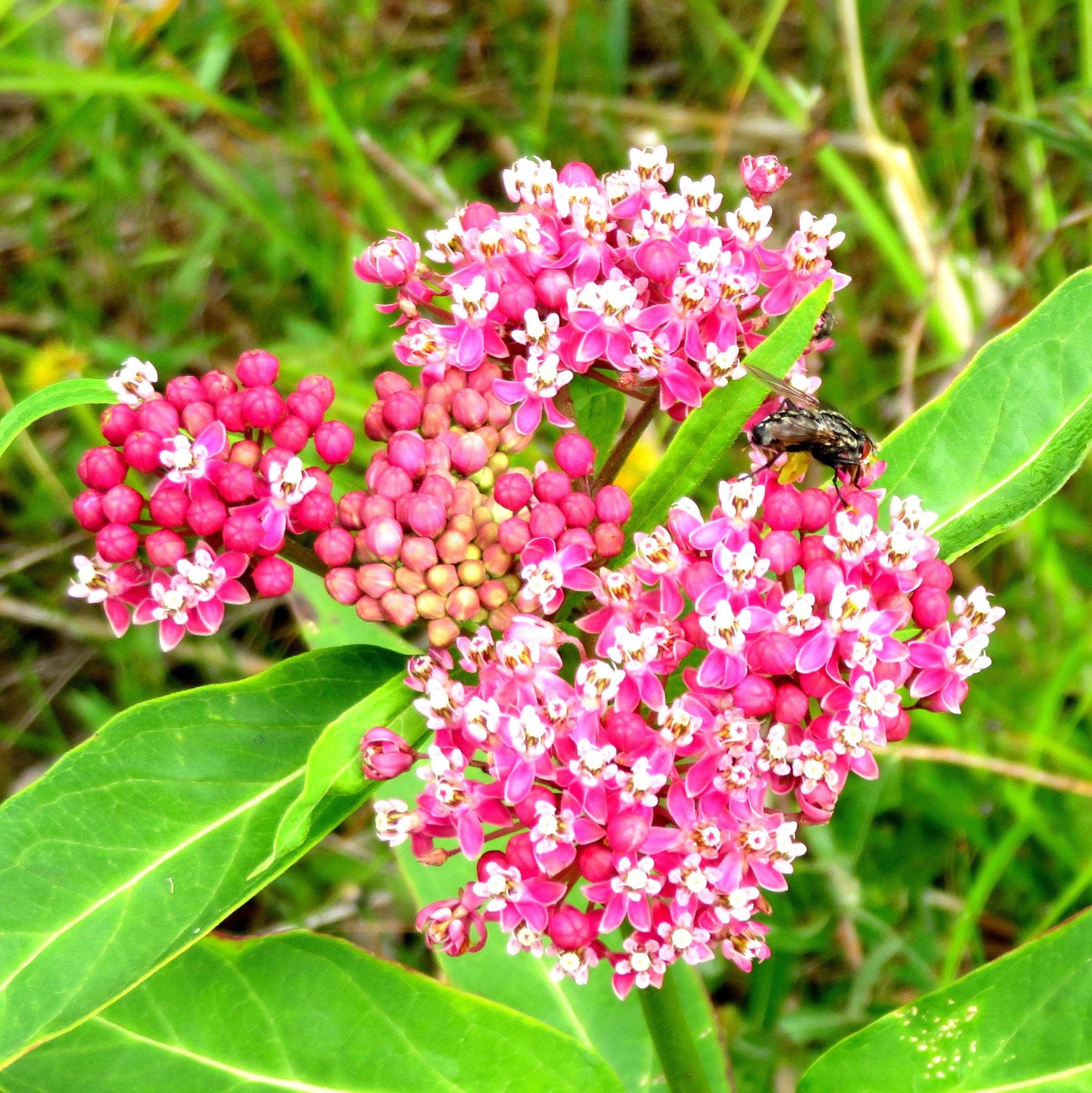 Rose Swamp Milkweed Seeds Perennial Native Canadian Flower Asclepias ...