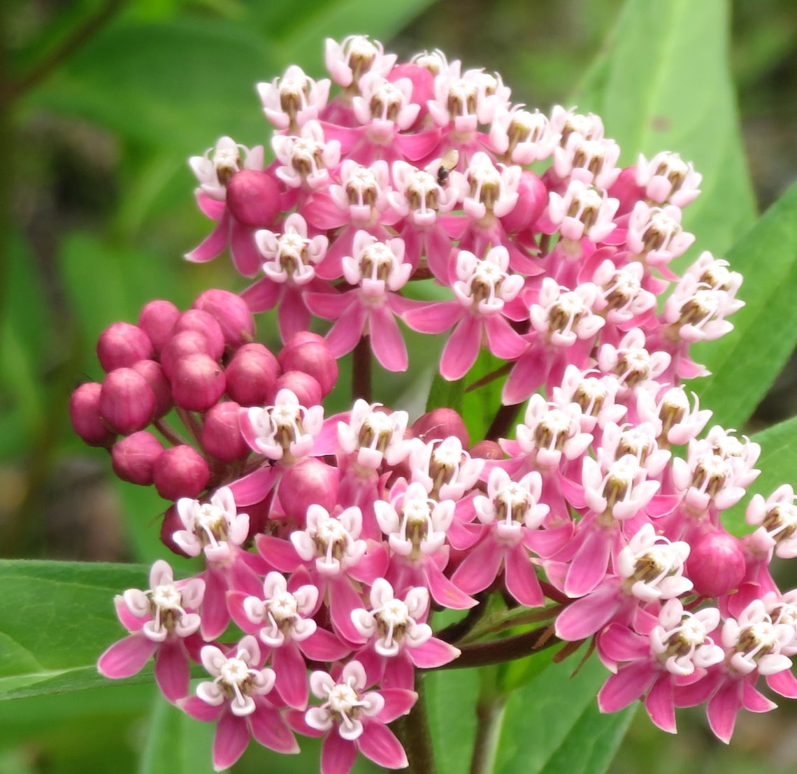 Rose Swamp Milkweed Seeds Perennial Native Canadian Flower - Etsy Canada