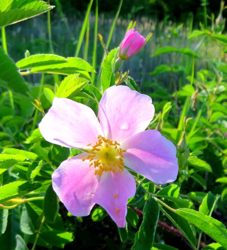 Wild Rose Seeds Rosa Blanda Smooth Rose A Beautiful Native - Etsy Canada