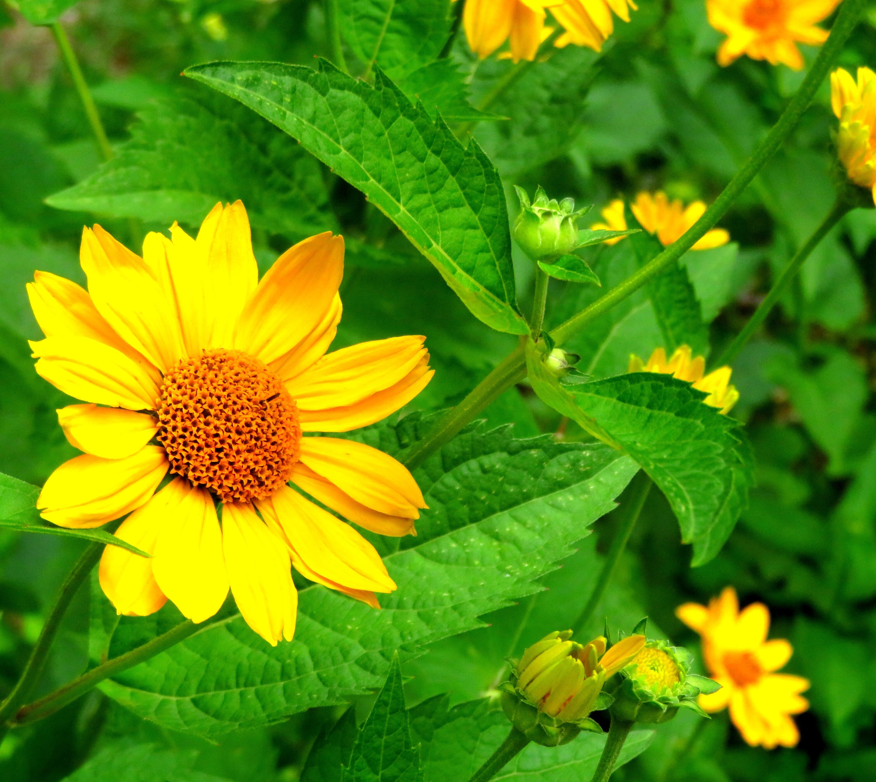 Oxeye Sunflower Seeds Heliopsis Helianthoides A Tall Native Canadian ...