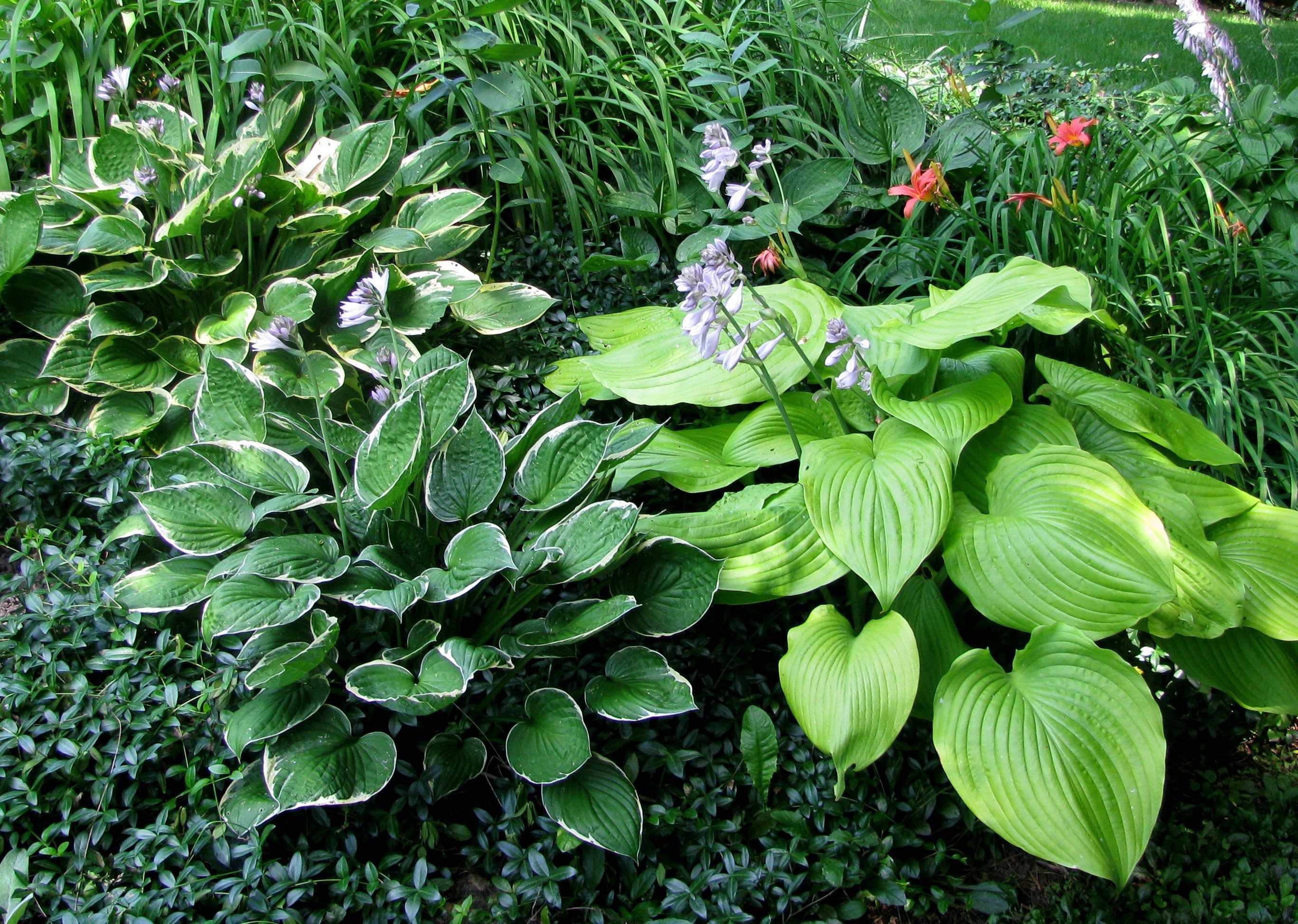 Hosta Seeds Mixed Varieties From Medium to Large Sized Plants - Etsy Canada