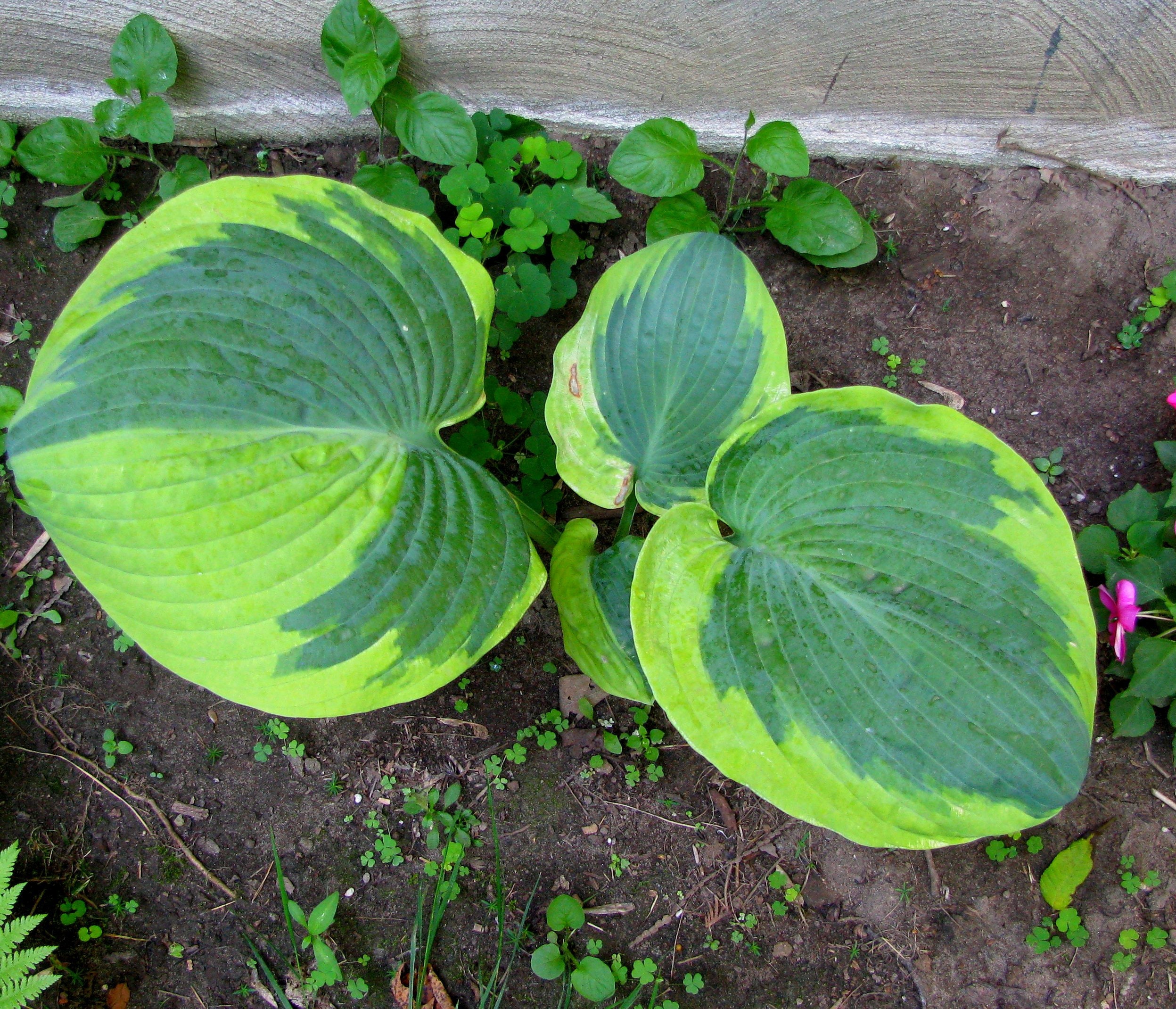 Hosta Seeds Mixed Varieties From Medium to Large Sized Plants - Etsy Canada