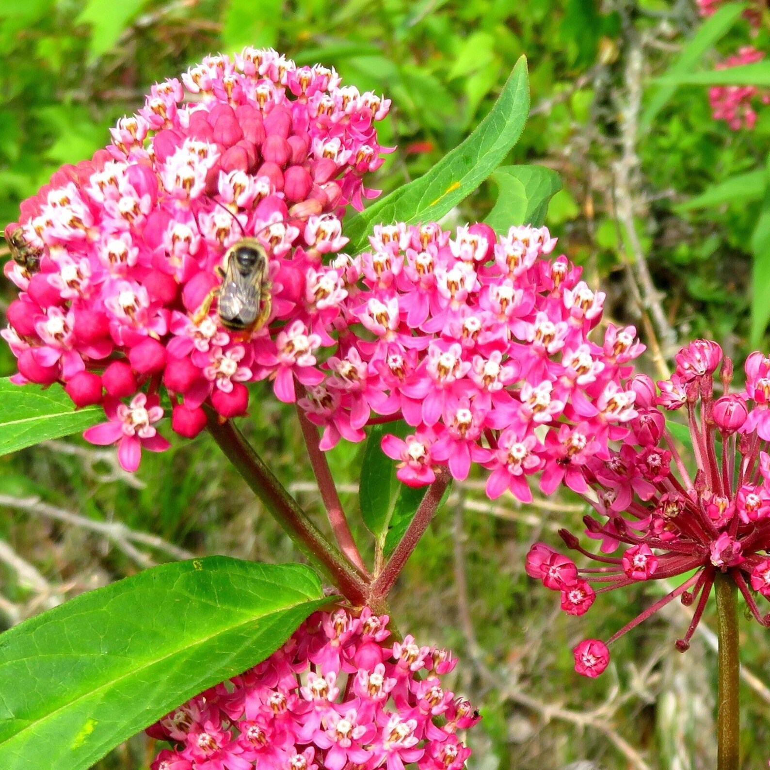 Rose Swamp Milkweed Seeds Perennial Native Canadian Flower Asclepias ...