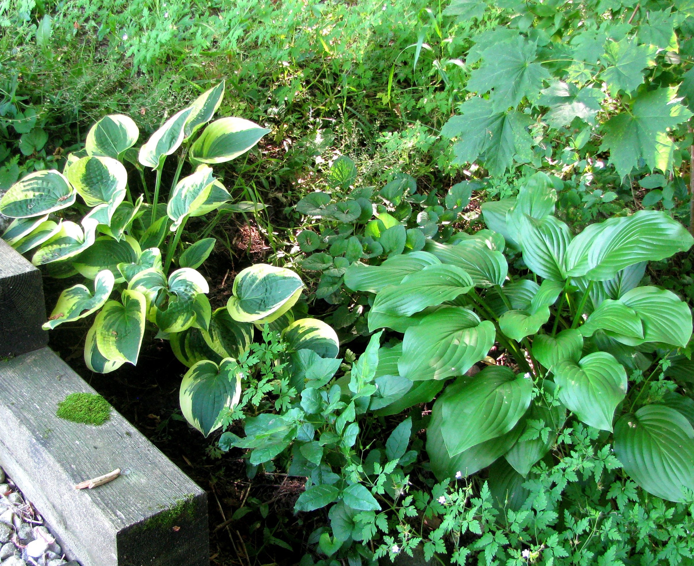 Hosta Seeds Mixed Varieties From Medium to Large Sized Plants - Etsy Canada