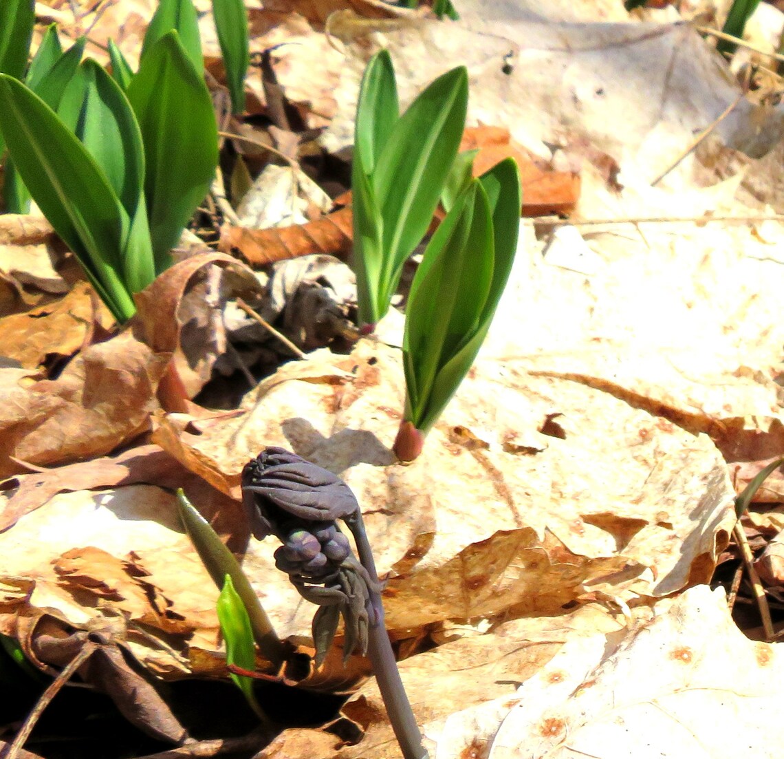 Wild Leek Seeds Allium Tricoccum a Native Canadian Plant in - Etsy Canada