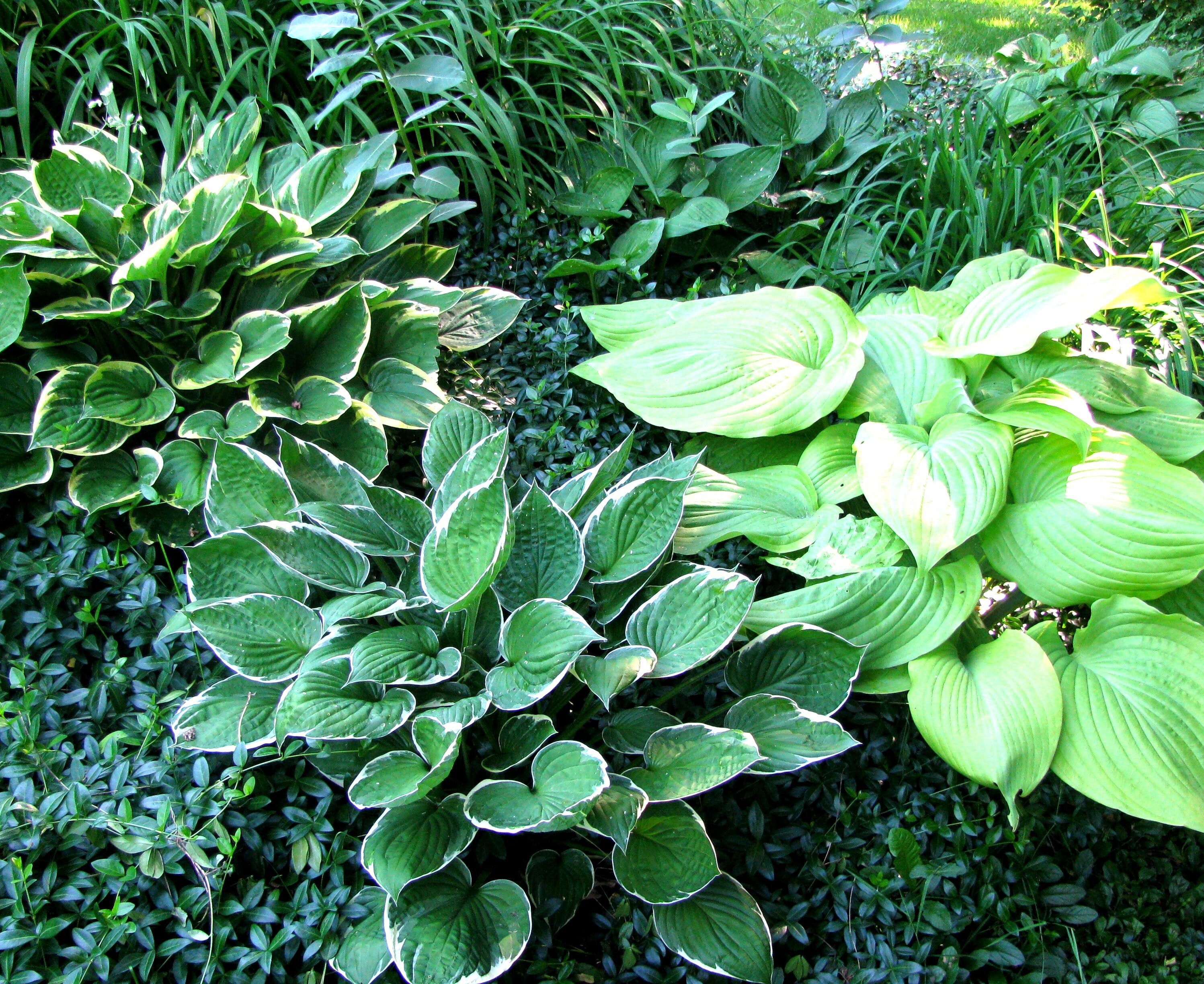 Hosta Seeds Mixed Varieties From Medium to Large Sized Plants - Etsy Canada