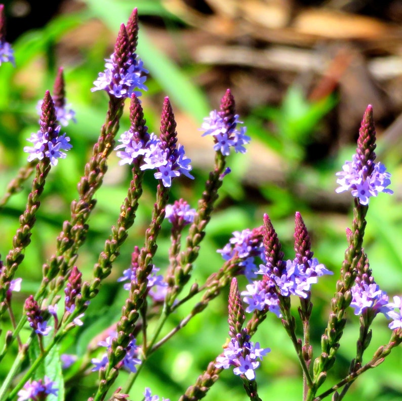 Blue Vervain Seeds Native Canadian Wildflower Verbena Hastata - Etsy Canada