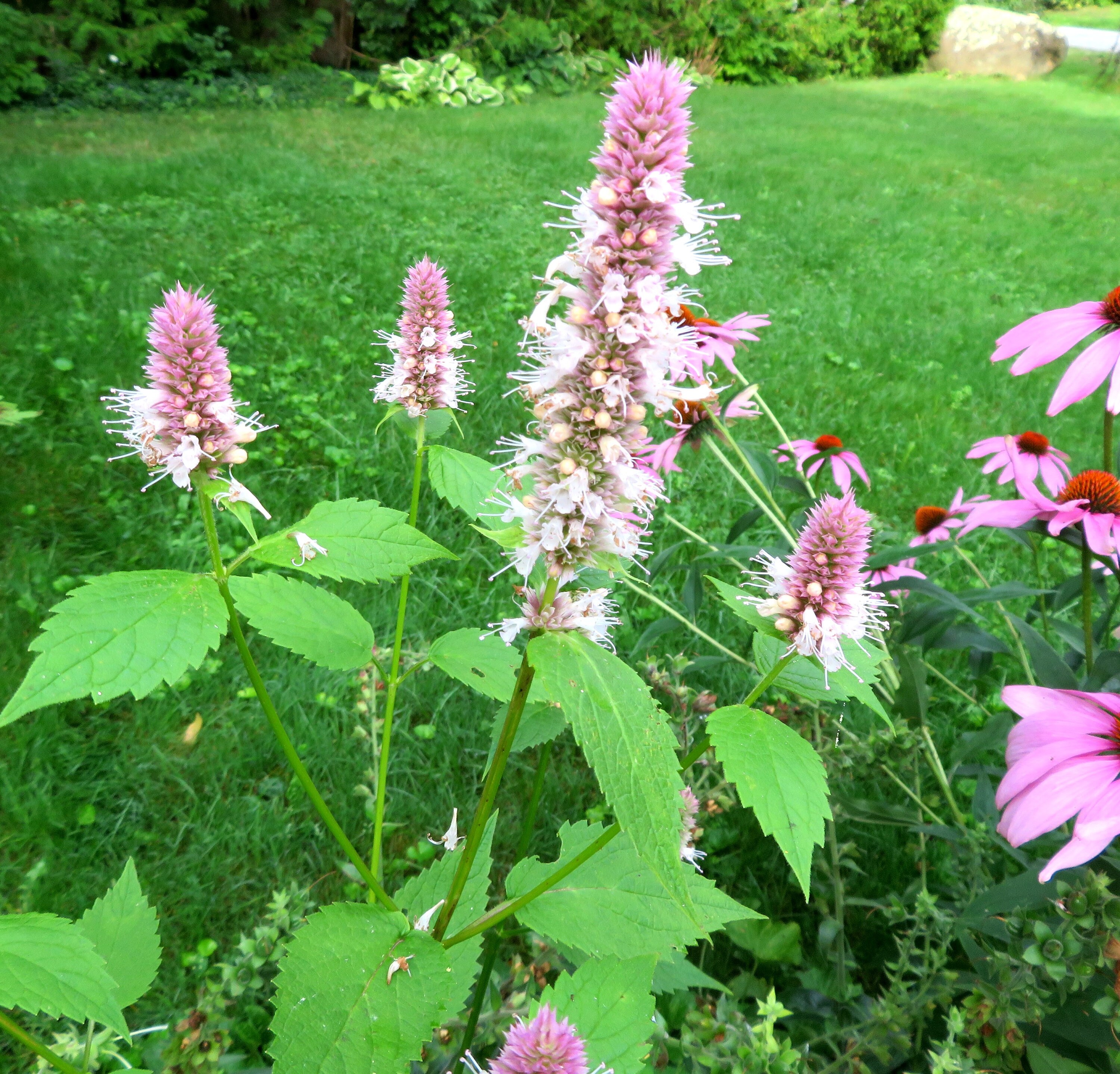 Purple Giant Hyssop Agastache Scrophulariaefolia Native Canadian Plant ...