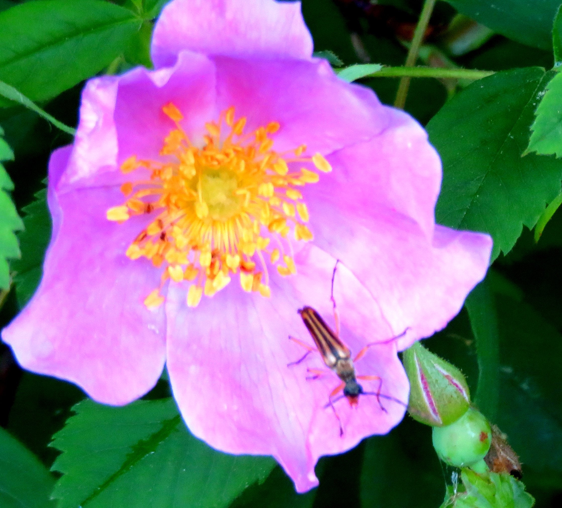 Wild Rose Seeds Rosa Blanda Smooth Rose A Beautiful Native - Etsy Canada