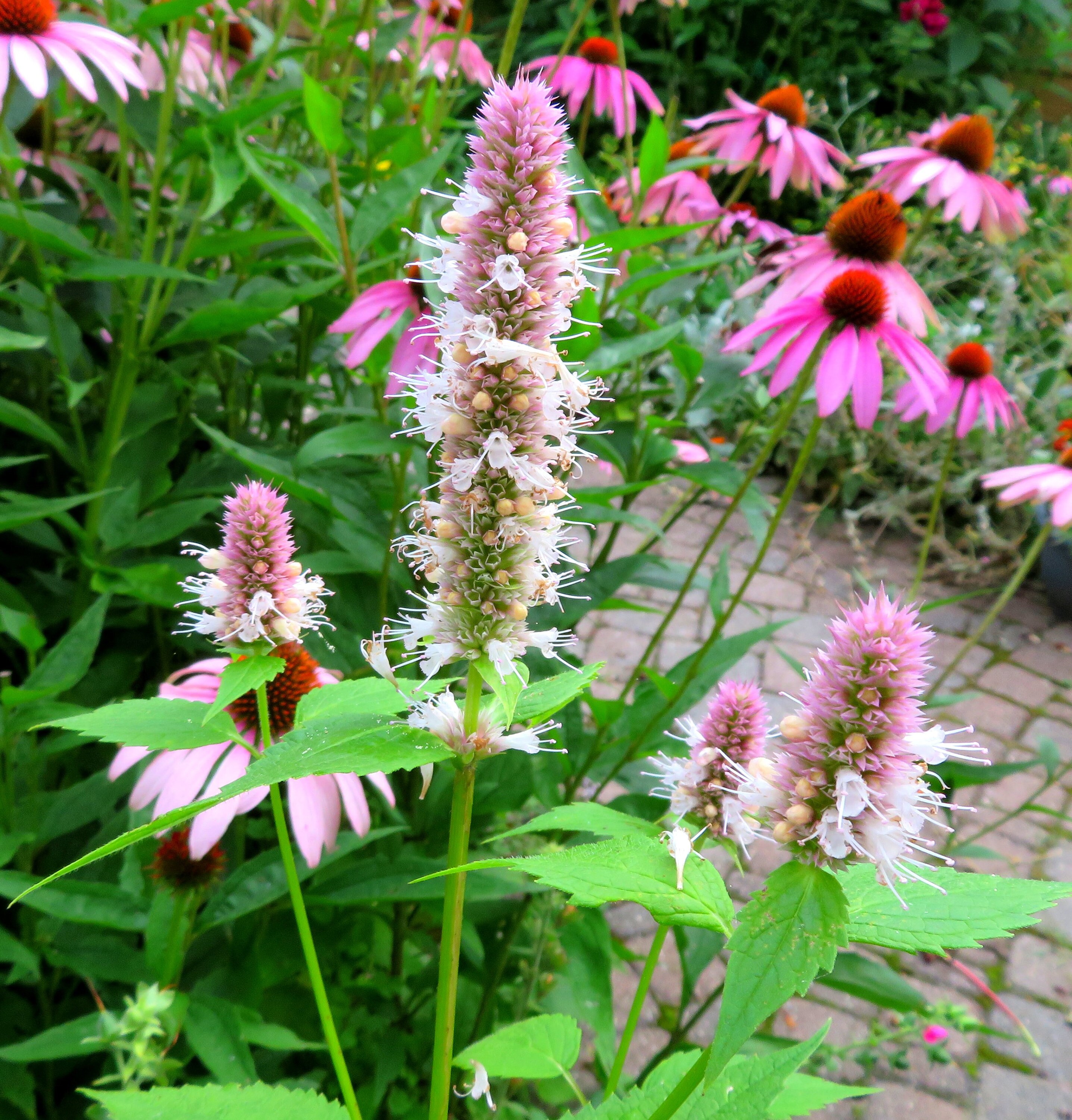 Purple Giant Hyssop Agastache Scrophulariaefolia Native Canadian Plant ...