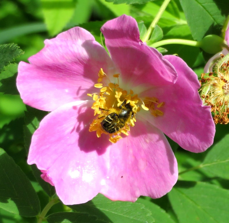 Wild Rose Seeds Rosa Blanda Smooth Rose A Beautiful Native - Etsy Canada