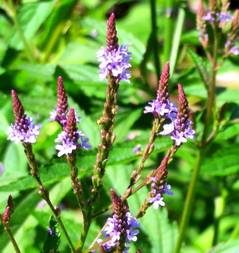 Blue Vervain Seeds Native Canadian Wildflower Verbena Hastata - Etsy Canada