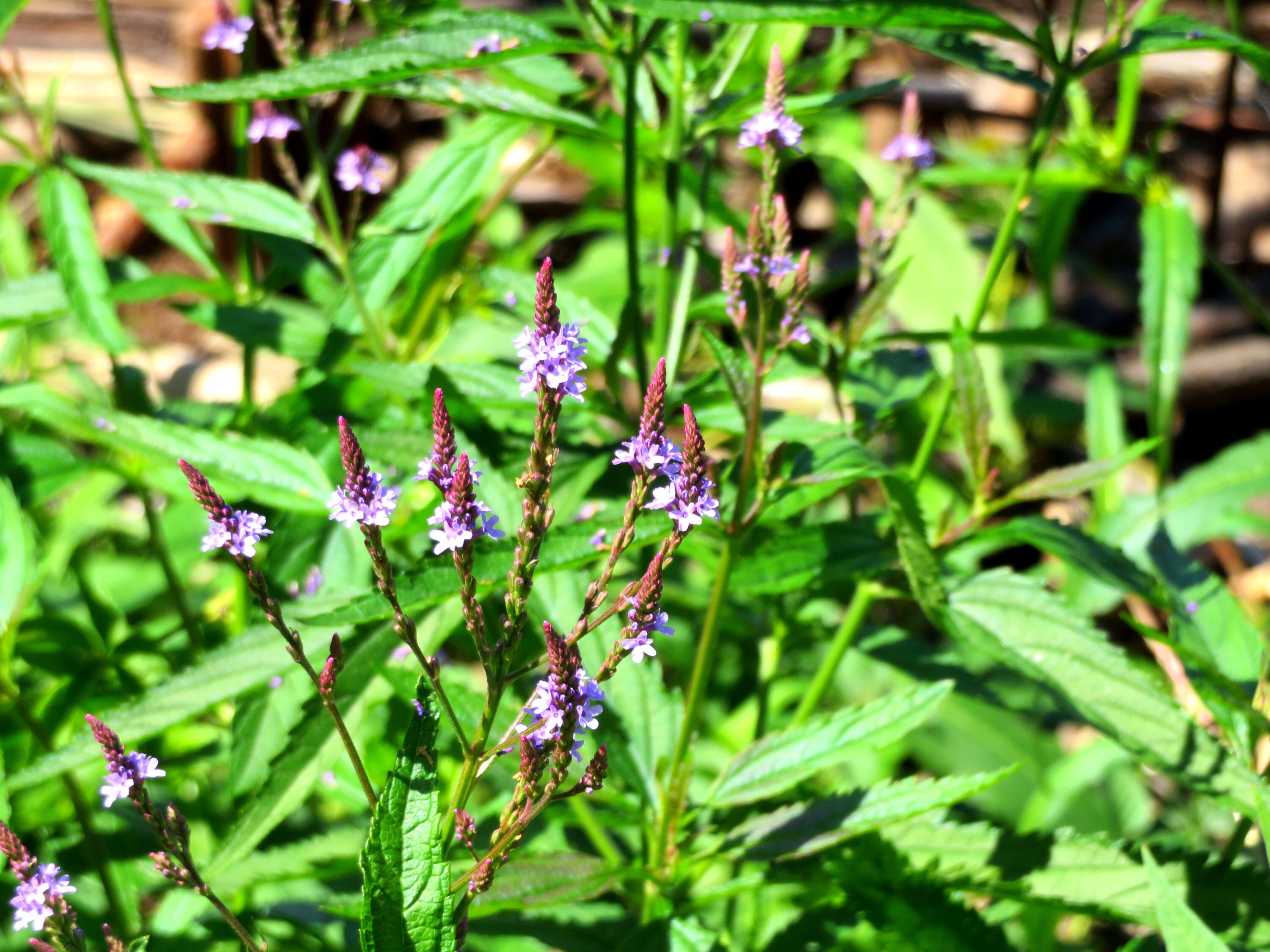 Blue Vervain Seeds Native Canadian Wildflower Verbena Hastata - Etsy Canada