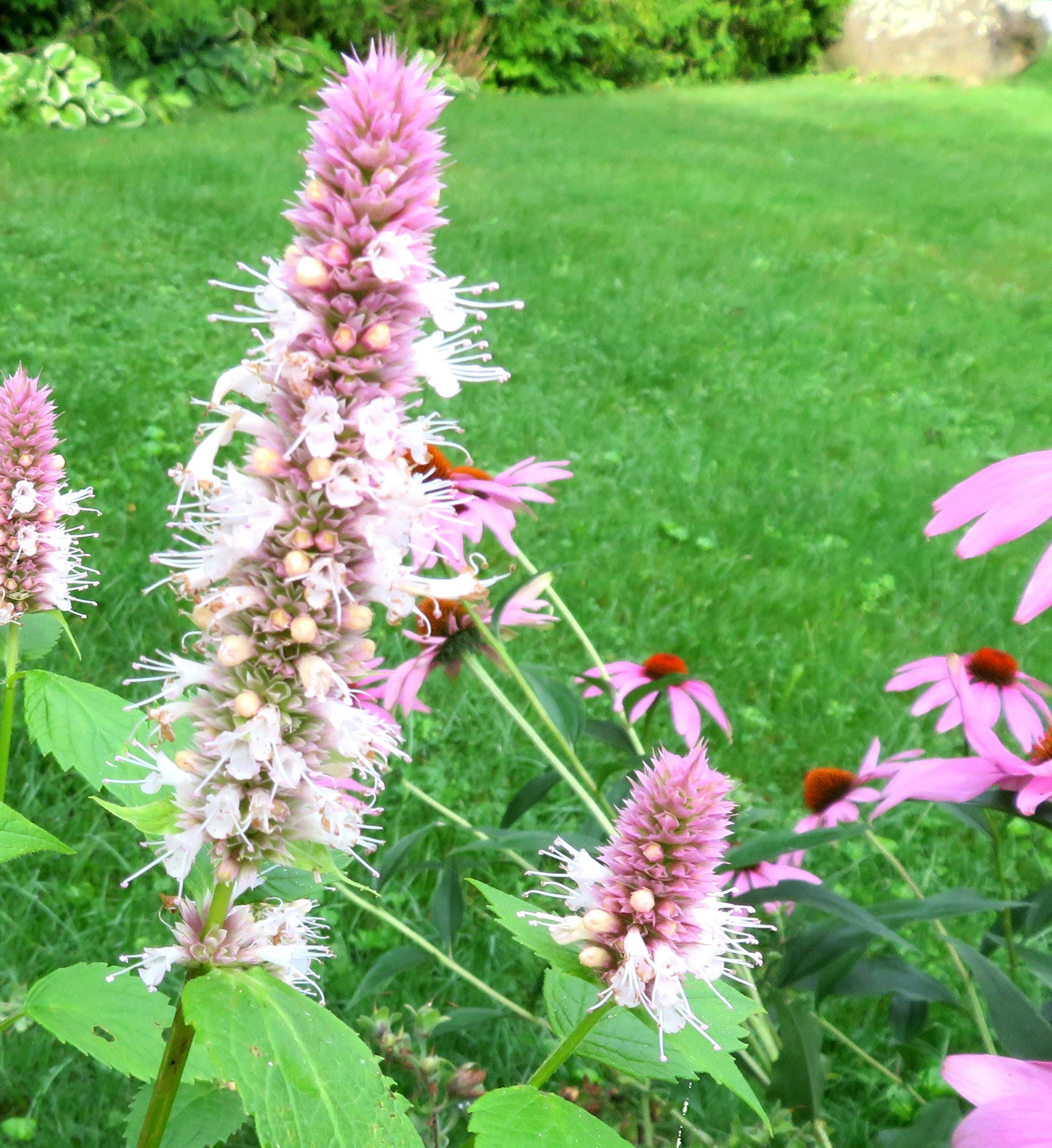 Purple Giant Hyssop Agastache Scrophulariaefolia Native Canadian Plant ...