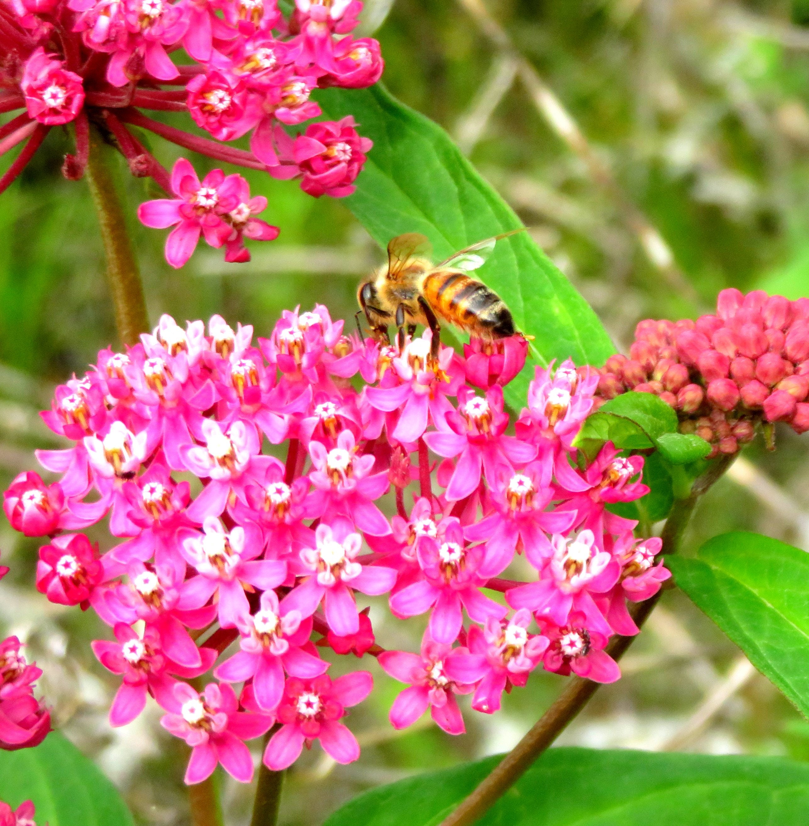 Rose Swamp Milkweed Seeds Perennial Native Canadian Flower Asclepias ...