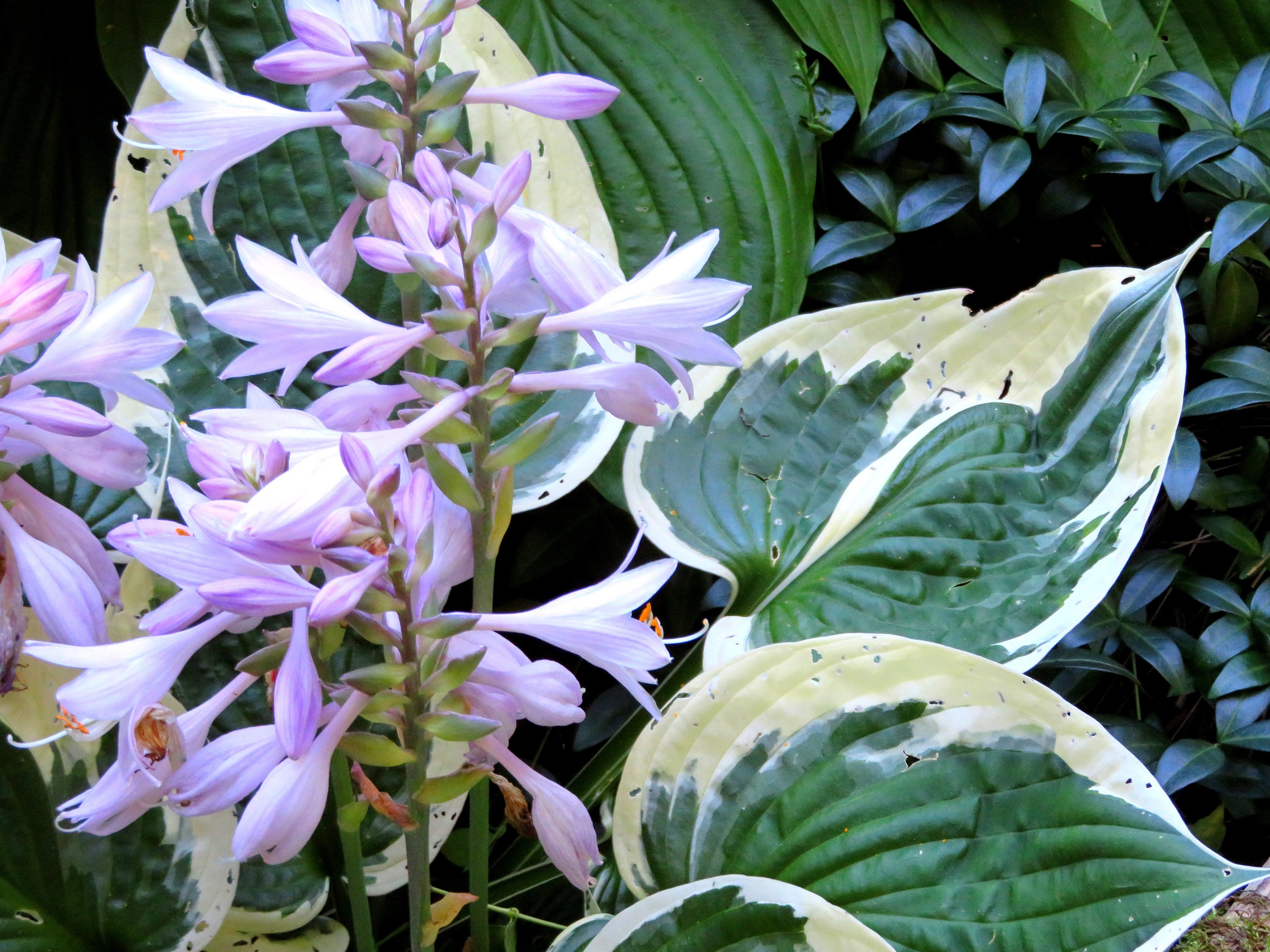 Hosta Seeds Mixed Varieties From Medium to Large Sized Plants - Etsy Canada