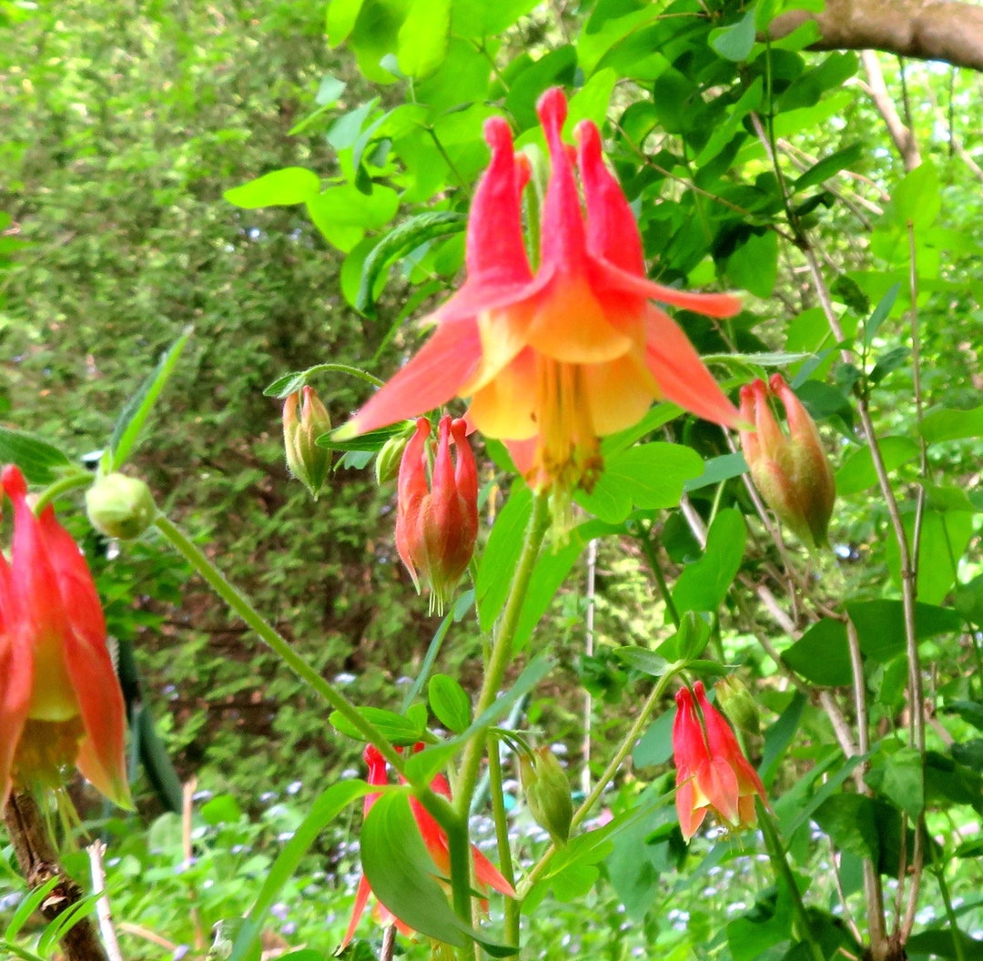 Native Red Columbine Seeds Aquilegia Canadensis A Beautiful Canadian ...