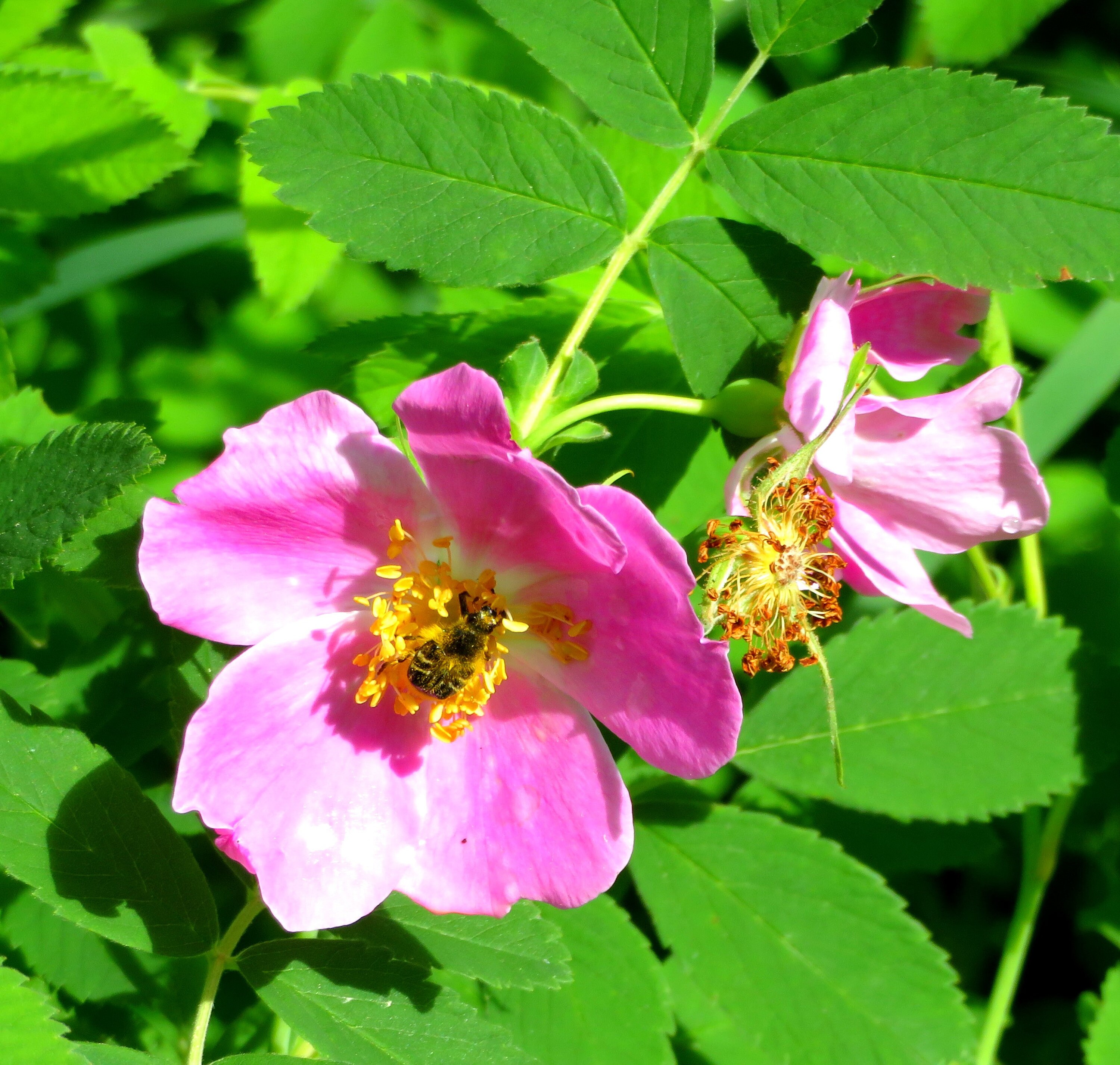 Wild Rose Seeds Rosa Blanda Smooth Rose A Beautiful Native - Etsy Canada
