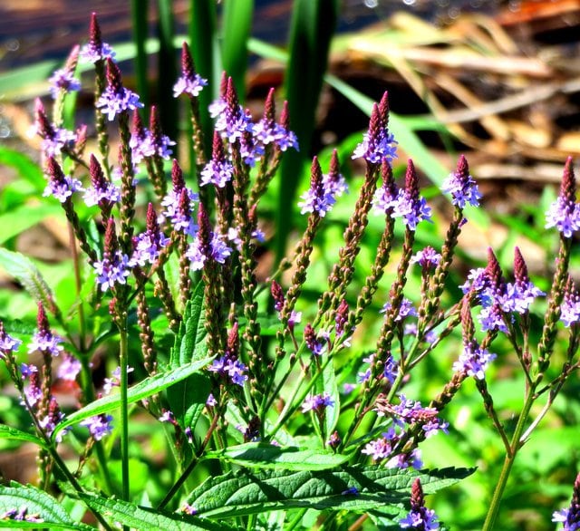 Blue Vervain Seeds Native Canadian Wildflower Verbena Hastata - Etsy Canada