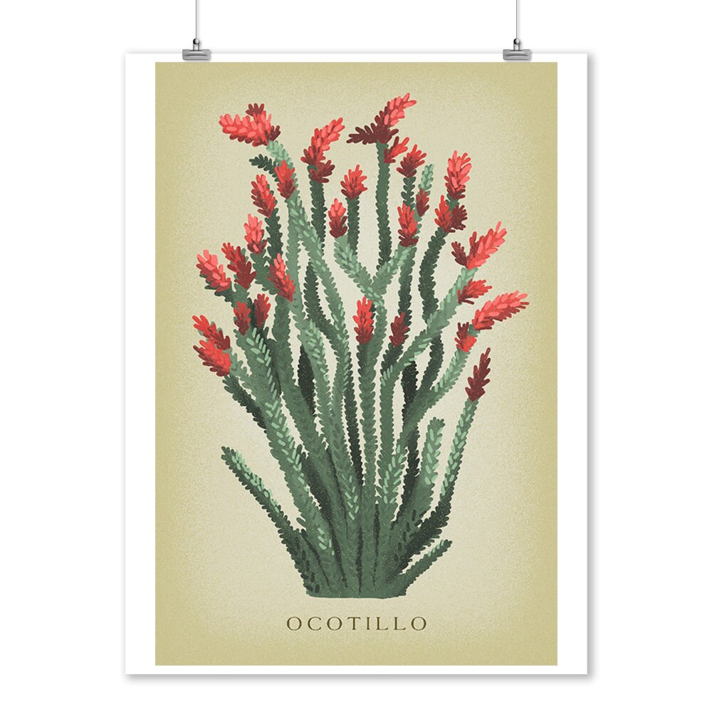 Ocotillo Cactus Drawing
