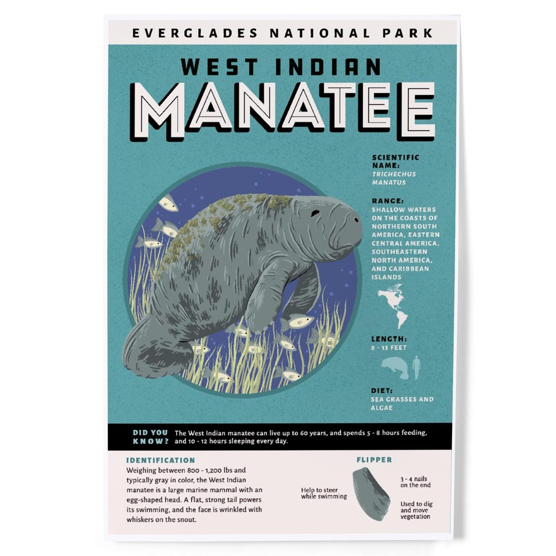 Prints, Everglades National Park, Facts About Manatees, Posters, Hang ...