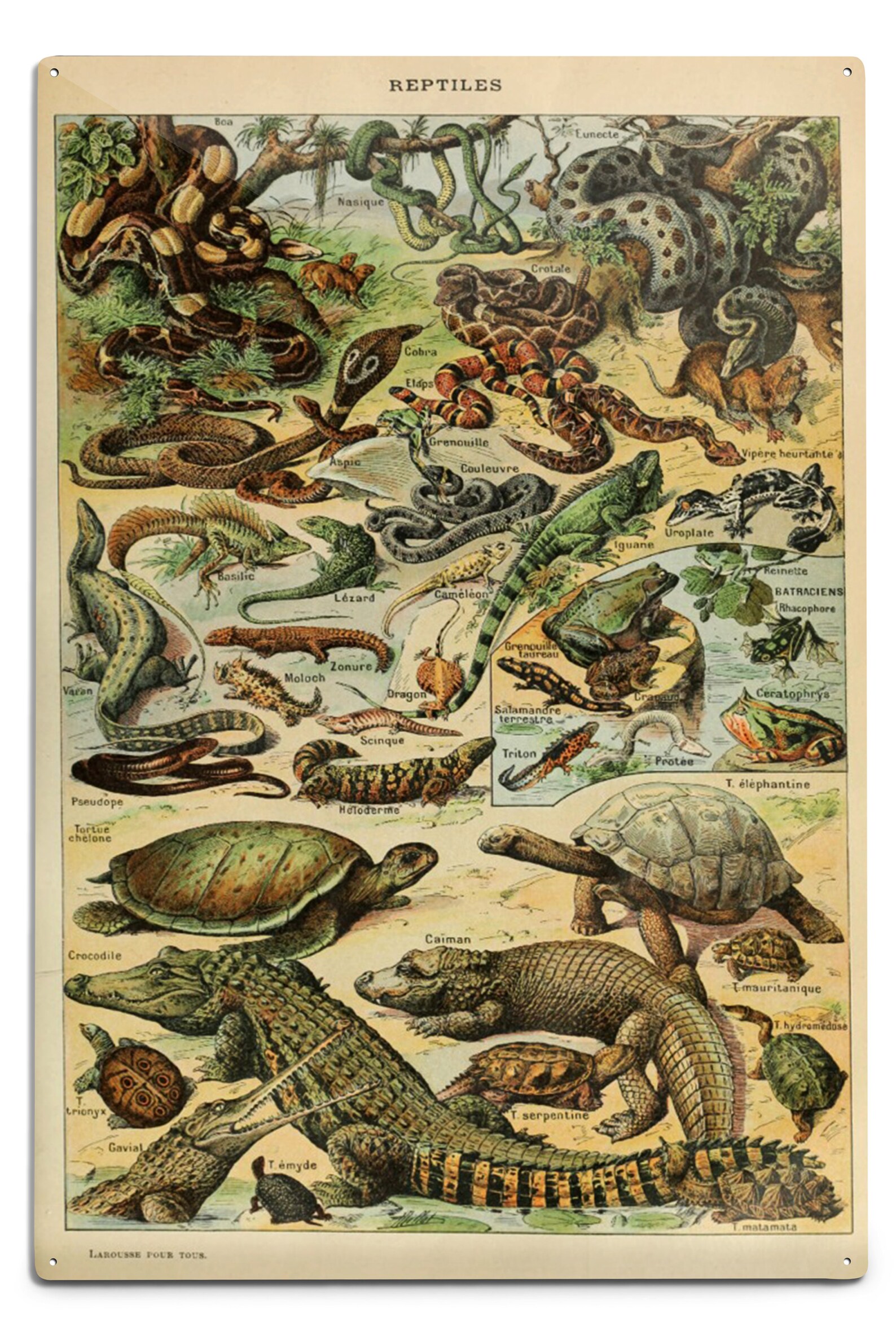 Prints Signs Reptiles B Vintage Bookplate Adolphe Millot | Etsy
