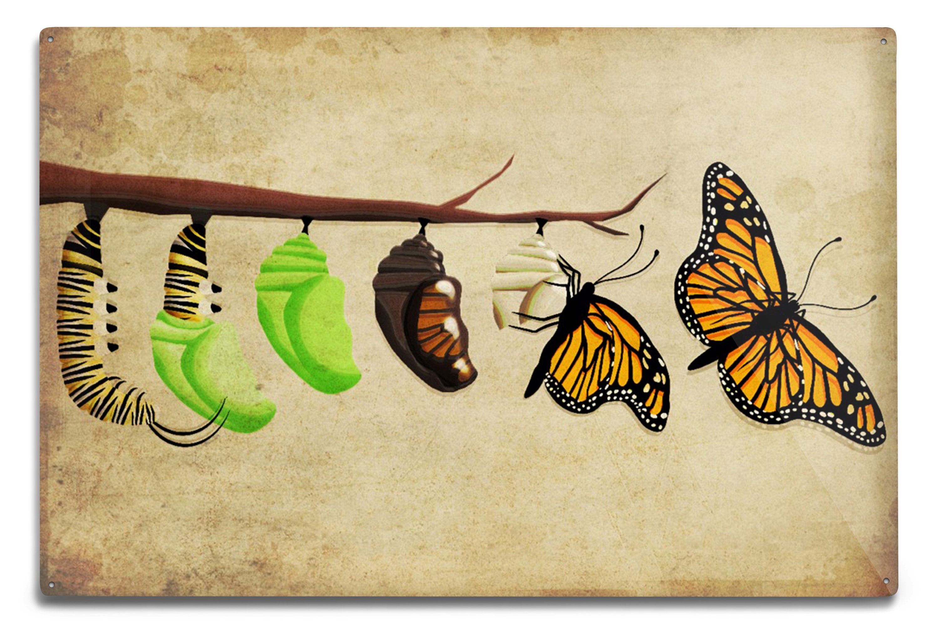 Ciclo De Vida Mariposa Monarca Ciclo De Vida De La Ma - vrogue.co Ciclo De Vida Mariposa Monarca Ciclo De Vida De La Ma - vrogue.co
