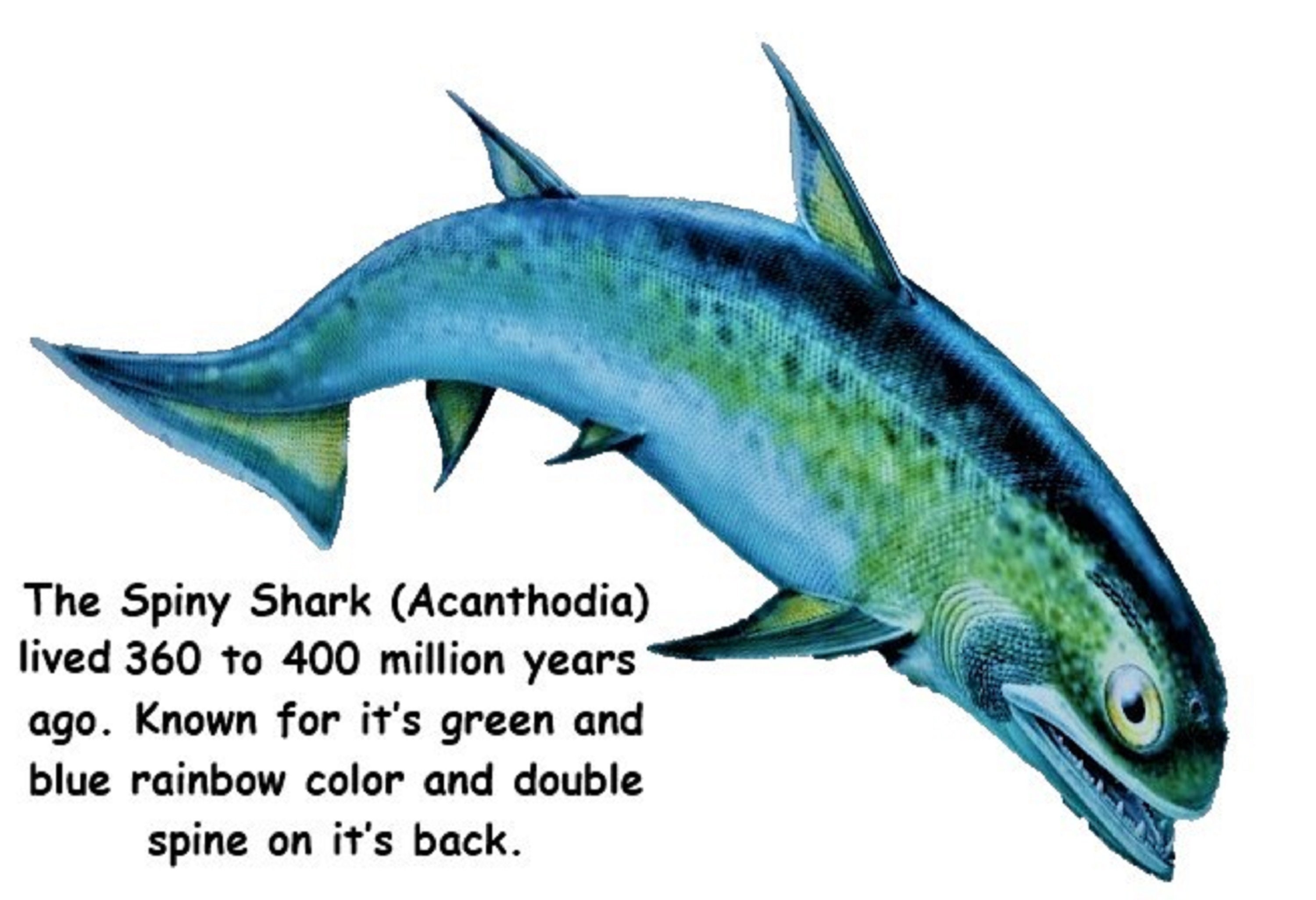 Clearance-Shanara the Prehistoric Spiny Shark of Impossible Dreams ...