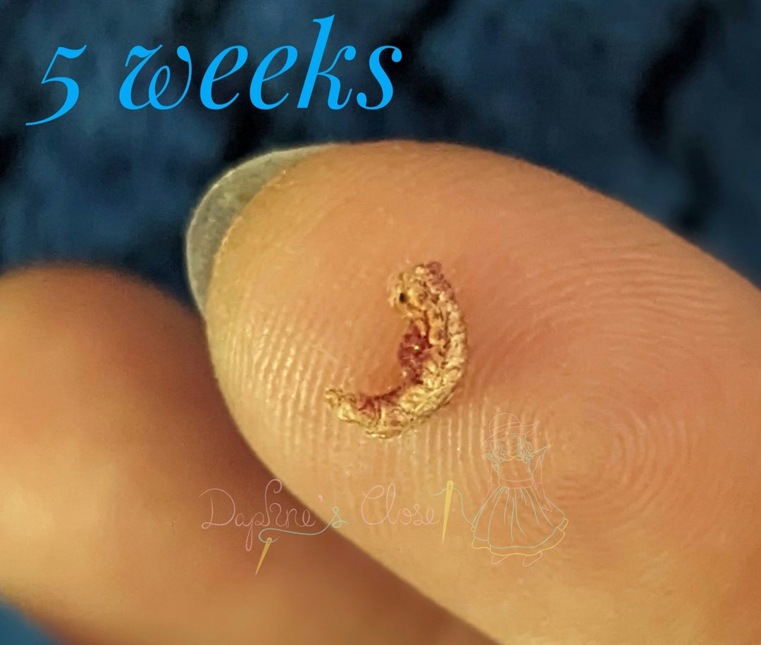 Handmade 5 Week Fetus - Etsy