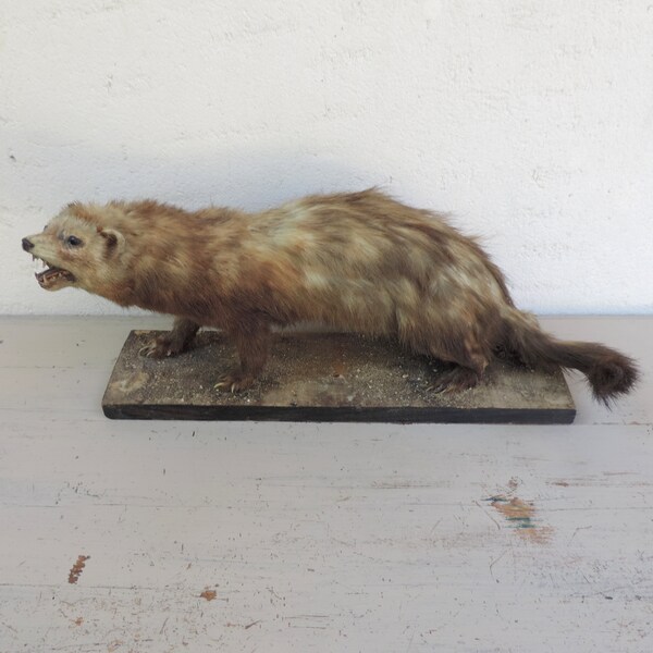 Weasel - Etsy