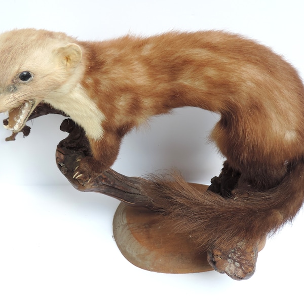 Weasel - Etsy