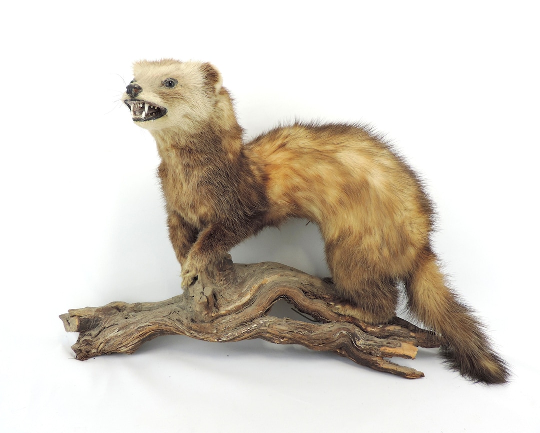 Vintage Taxidermy Weasel, French Vintage Taxidermy Weasel, Taxidermy ...