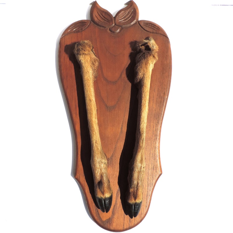 Deer Hooves - Etsy