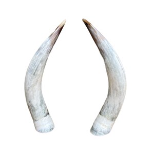 Cow Horns Sculpture Cow Horn Centerpieces Natural Horn Artwork Horn Set ...