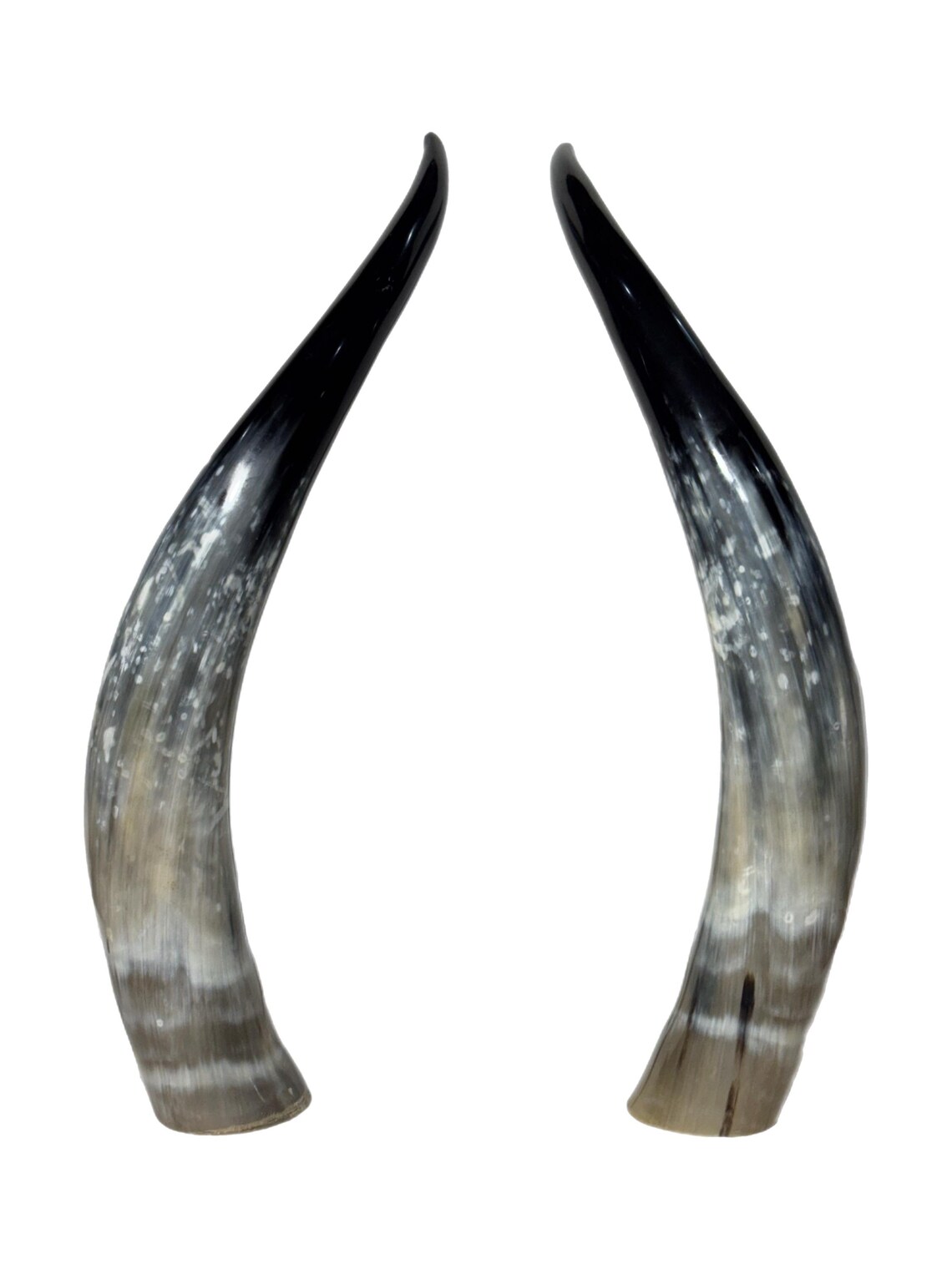 Polished Cow Horn Set: Natural Home Decor, 22" Tall - Etsy