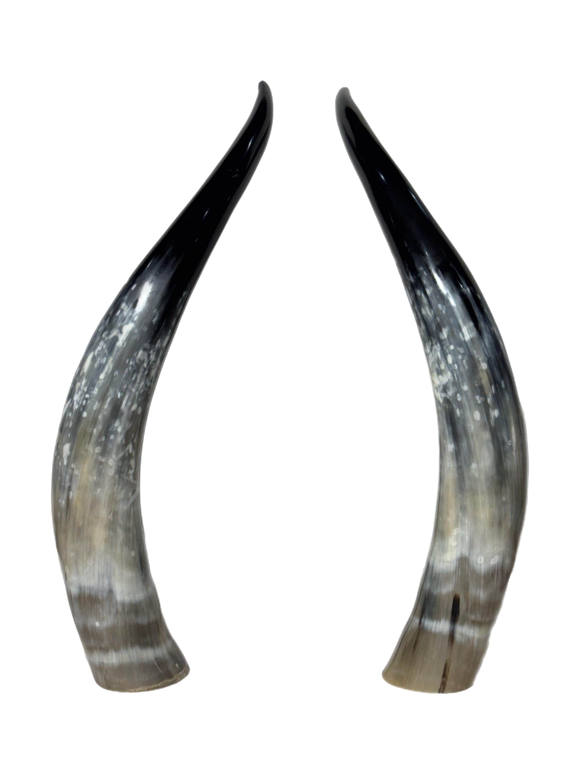 Polished Cow Horn Set: Natural Home Decor, 22" Tall - Etsy