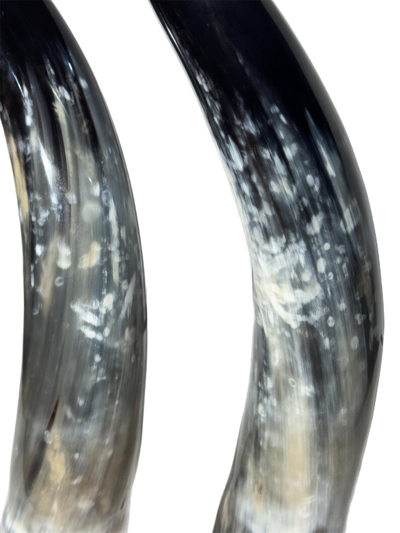 Polished Cow Horn Set: Natural Home Decor, 22" Tall - Etsy