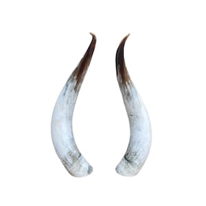 Cow Horns Sculpture Cow Horn Centerpieces Natural Horn Artwork Horn Set ...