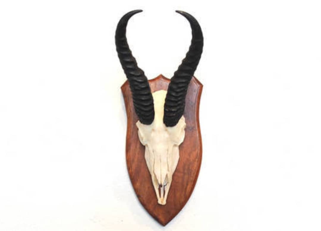 South Africa Springbok Skull Wall Art Animal Skull Taxidermy Wall ...
