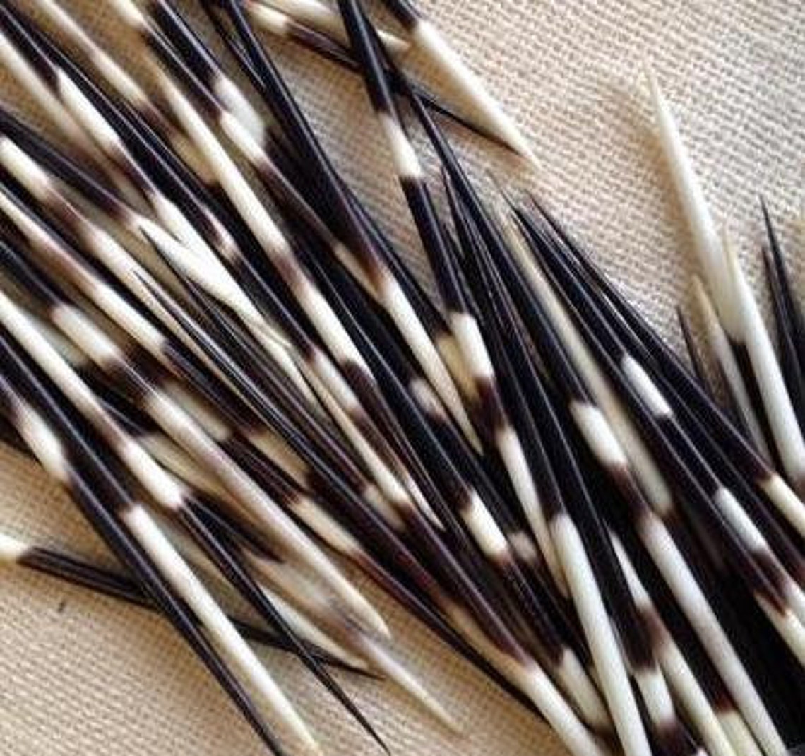 Quill African Porcupine Quills South Africa Fat Porcupine - Etsy
