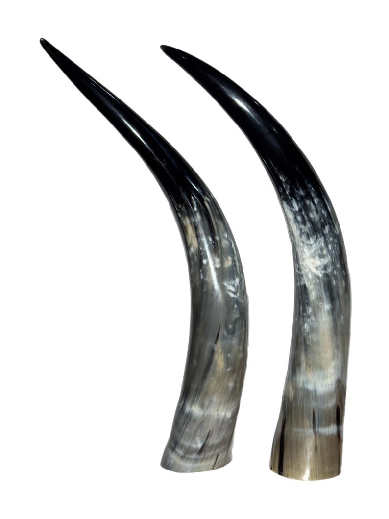 Polished Cow Horn Set: Natural Home Decor, 22" Tall - Etsy