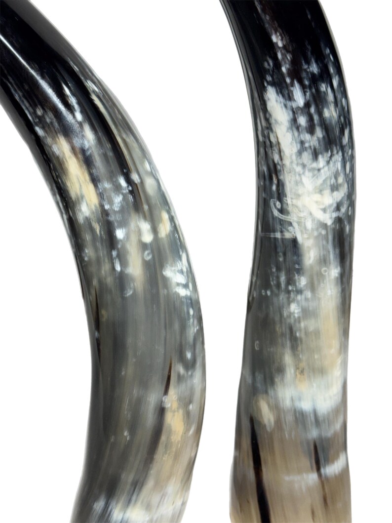 Polished Cow Horn Set: Natural Home Decor, 22" Tall - Etsy