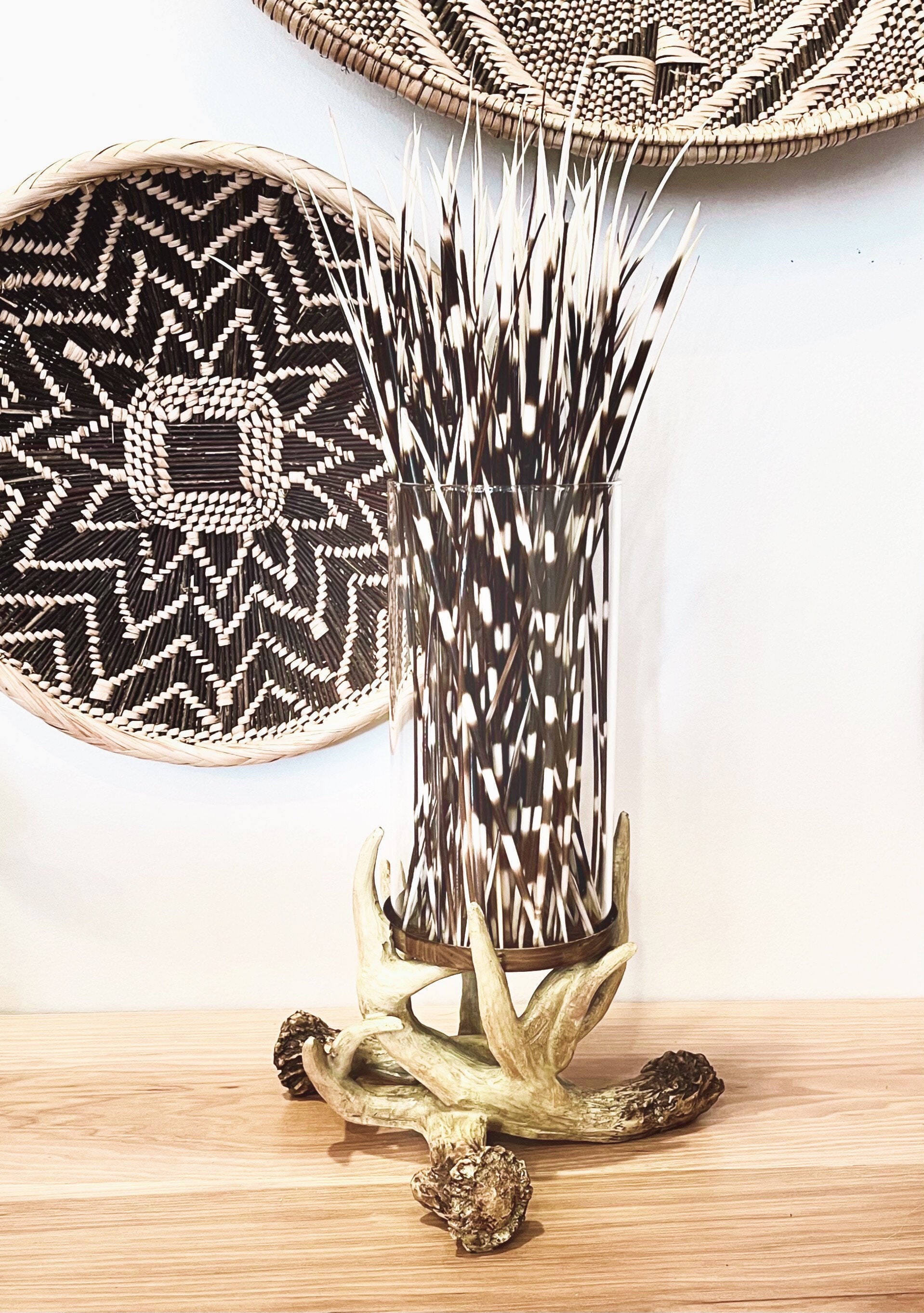 Quill African Porcupine Quills South Africa Fat Porcupine | Etsy