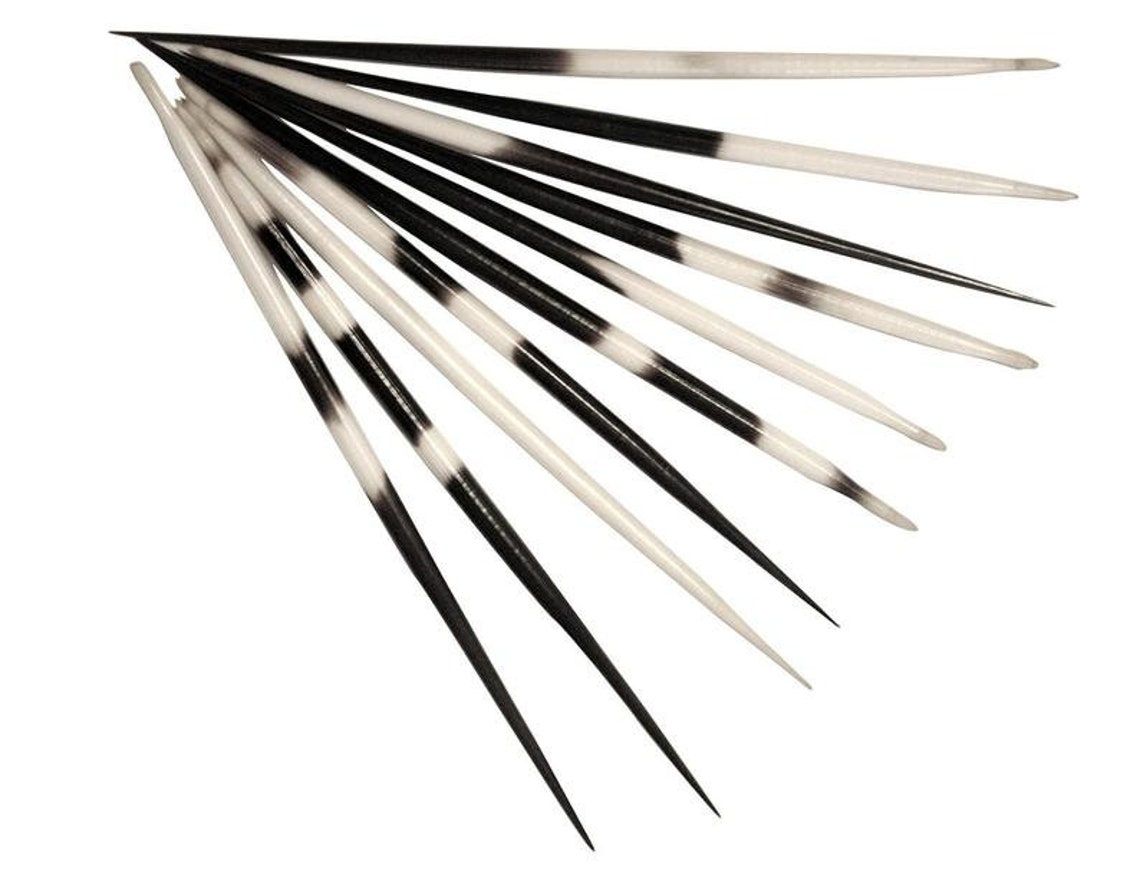 Quill African Porcupine Quills South Africa Fat Porcupine | Etsy