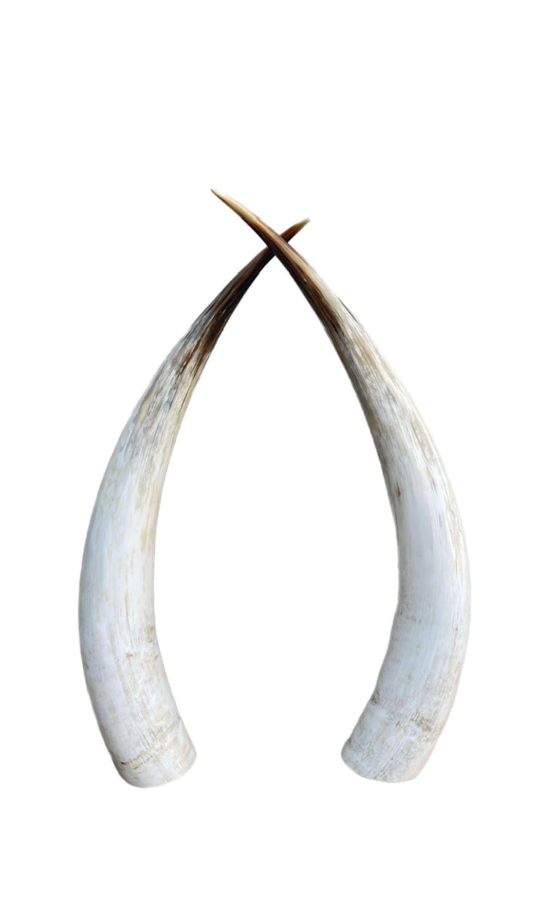 Cow Horns Sculpture Cow Horn Centerpieces Natural Horn Artwork Cow Horn ...