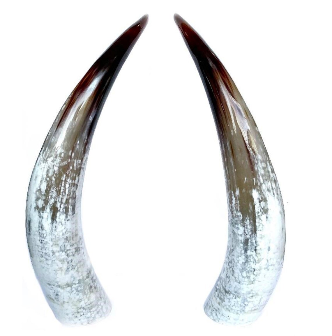 Cow Horns Sculpture Cow Horn Centerpieces Natural Horn Artwork | Etsy