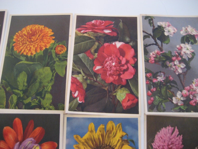15 Vintage Flower Postcards, 1940's Color Photos by Thoreoger and ...