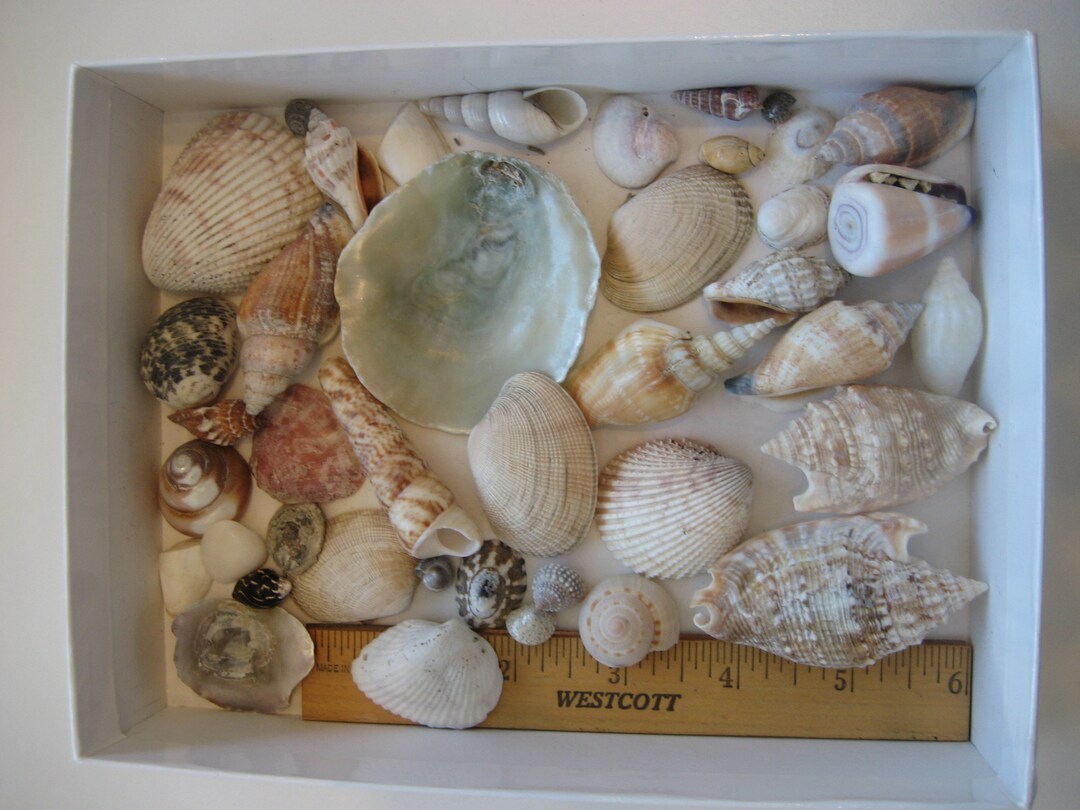 Sea Shells for Display, Nautical Decor, Home Decor, Mix of 41 Beautiful ...