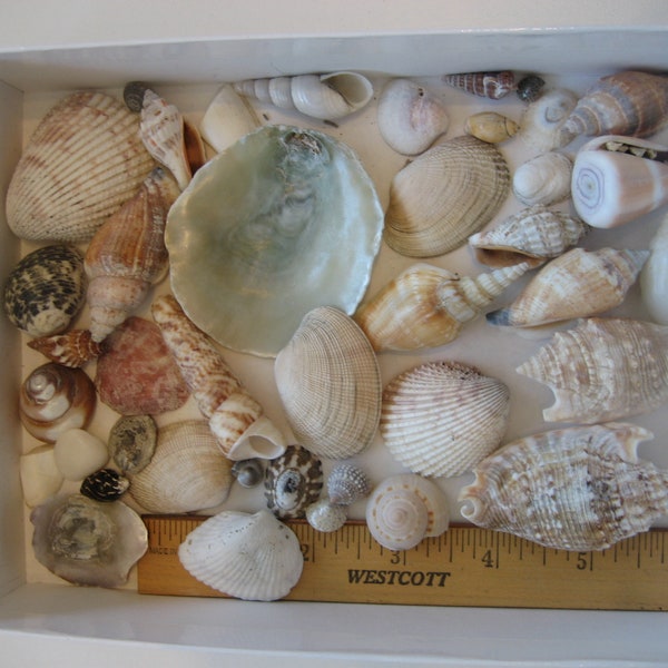 Sea Shell Display - Etsy